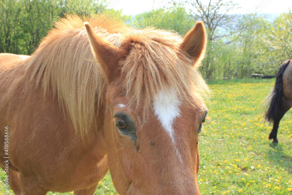 Tiere in der Natur Stock Photo | Adobe Stock