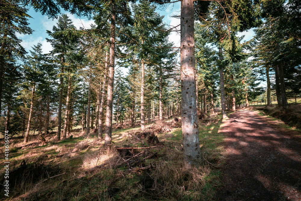 Path through spaced out trees with sunlight shining through creating ...