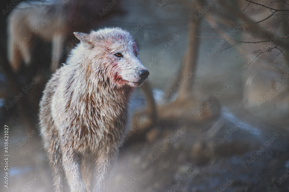 Portrait of a female arctic wolf (Canis lupus arctos) with blood ...