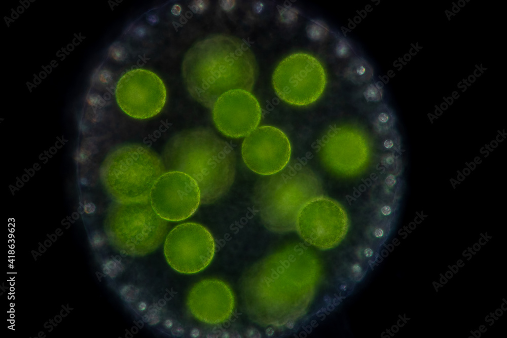 Volvox in drop of water under the microscope for classroom education ...