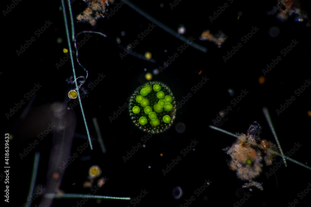 Volvox in drop of water under the microscope for classroom education ...