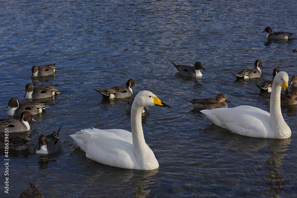 厳しい寒さを避けて越冬で飛来地へと渡ってきた、美しい白い羽毛のオオハクチョウと水辺のアイドル可愛いシルエットの鴨 фотография ...