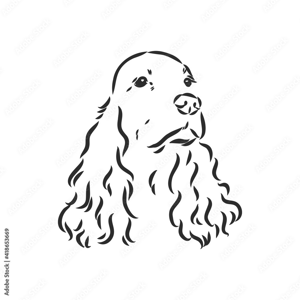 dog breed Cocker Spaniel muzzle, sketch vector graphics black and white ...