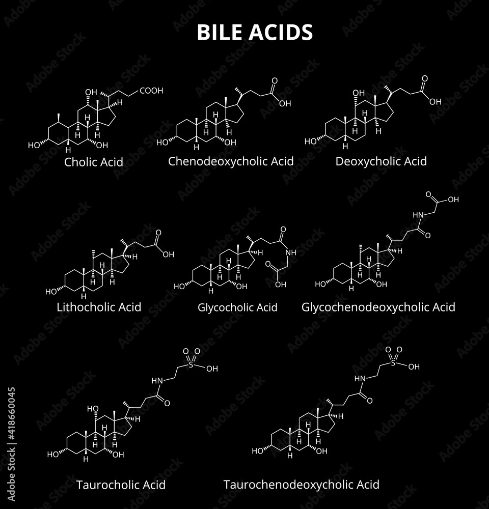 Bile acids set. Chemical molecular formula of bile acids. Vector ...