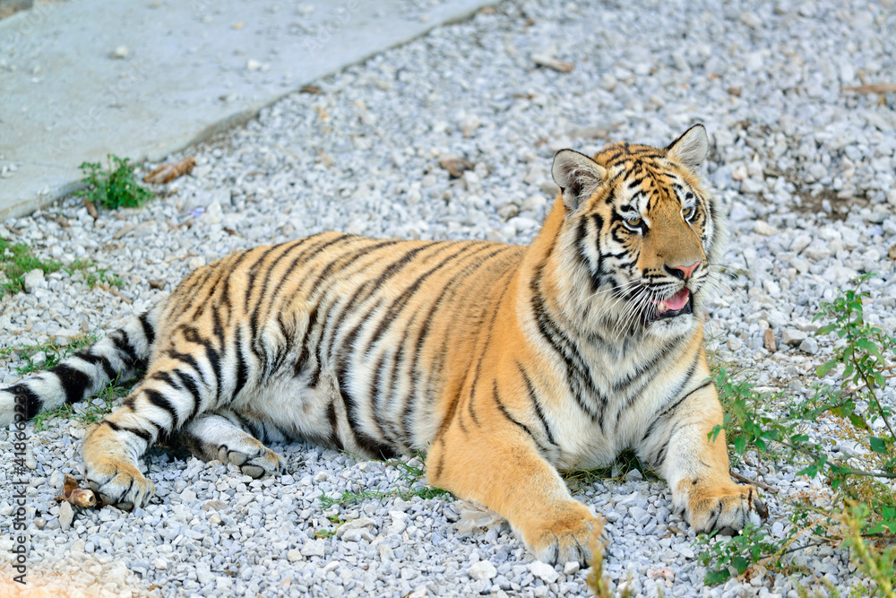 Ussuri tiger - a symbol of Eastern Siberia Stock Photo | Adobe Stock