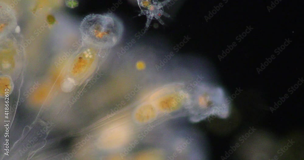 The rotifers commonly called wheel animals or wheel animalcules, make ...