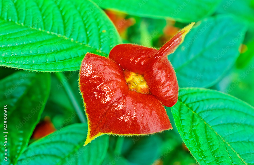 Palicourea elata Stock Photo | Adobe Stock