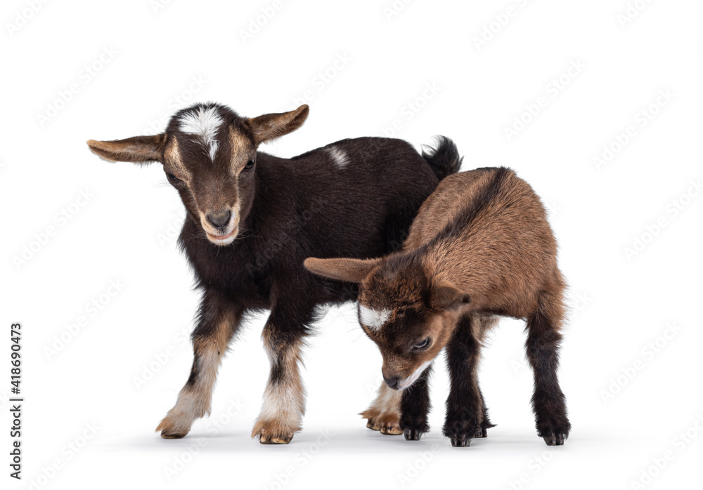 Young goats on white backgroundTwo cute little goats playing together ...