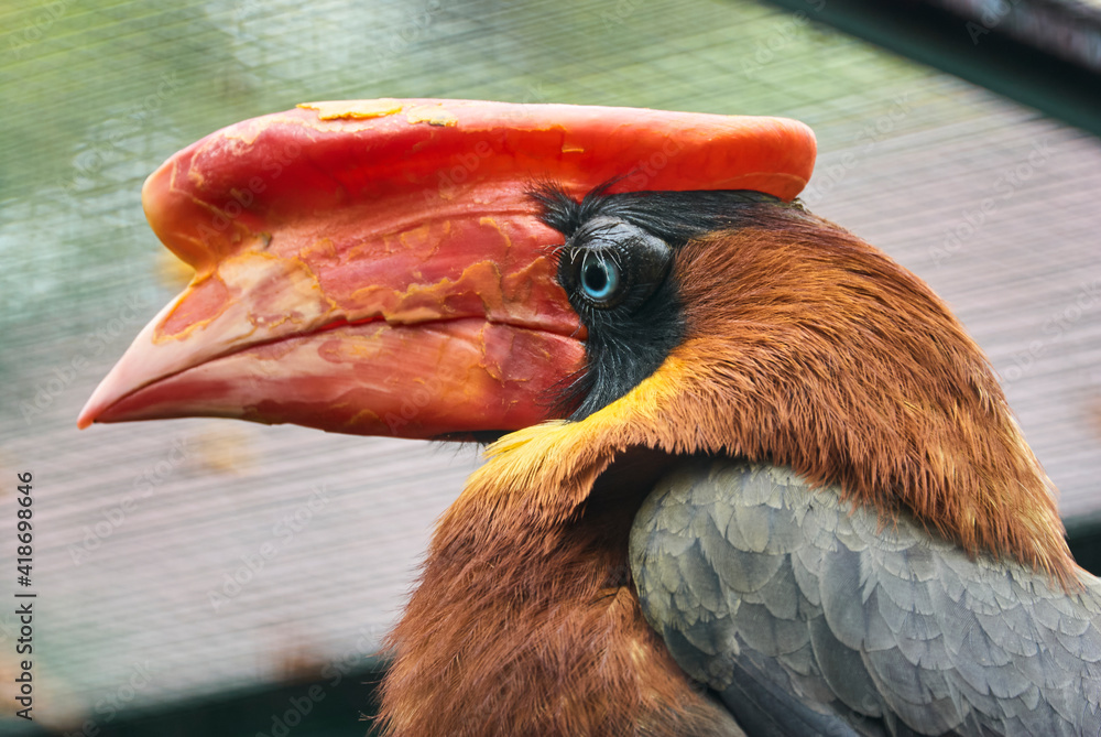 The rufous hornbill, Buceros hydrocorax, also known as the Philippine ...