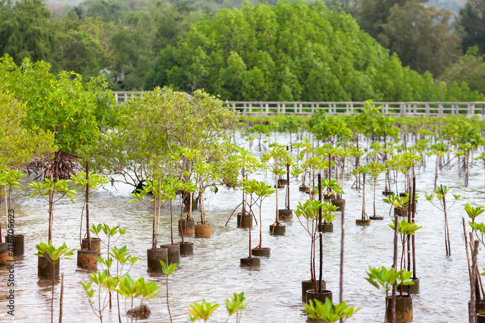Replanting and rewilding mangroves forest for sustainable and restoring ...