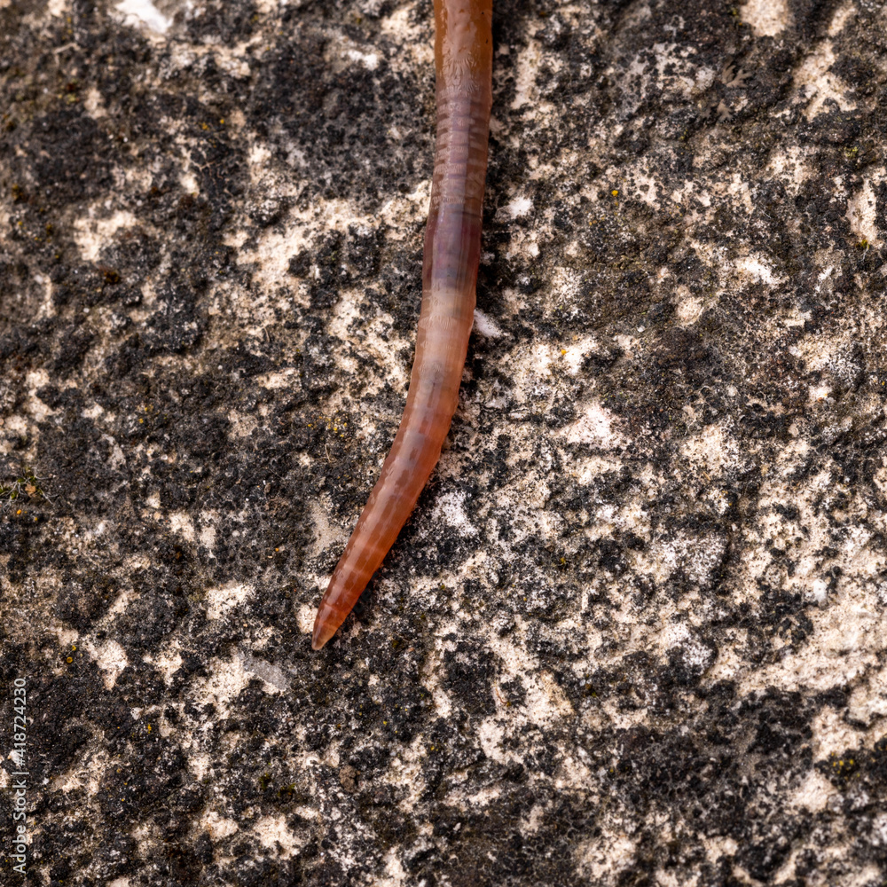 Earthworm crawling over a concrete path Stock Photo | Adobe Stock
