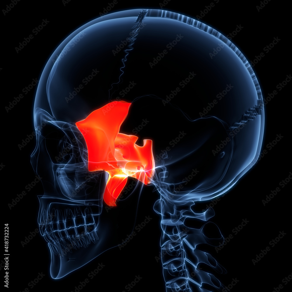 Human Skeleton Skull Parts Sphenoid Bone Anatomy Stock-Illustration ...