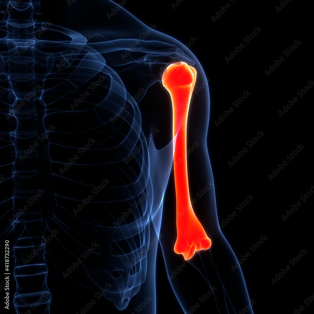 Human Skeleton System Humerus Bone Joints Anatomy Stock Illustration ...