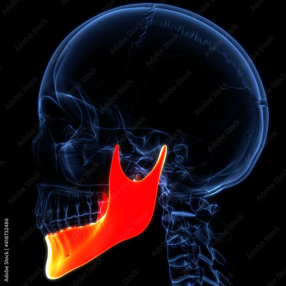 Human Skeleton System Skull Bone Parts Mandible Anatomy Stock ...