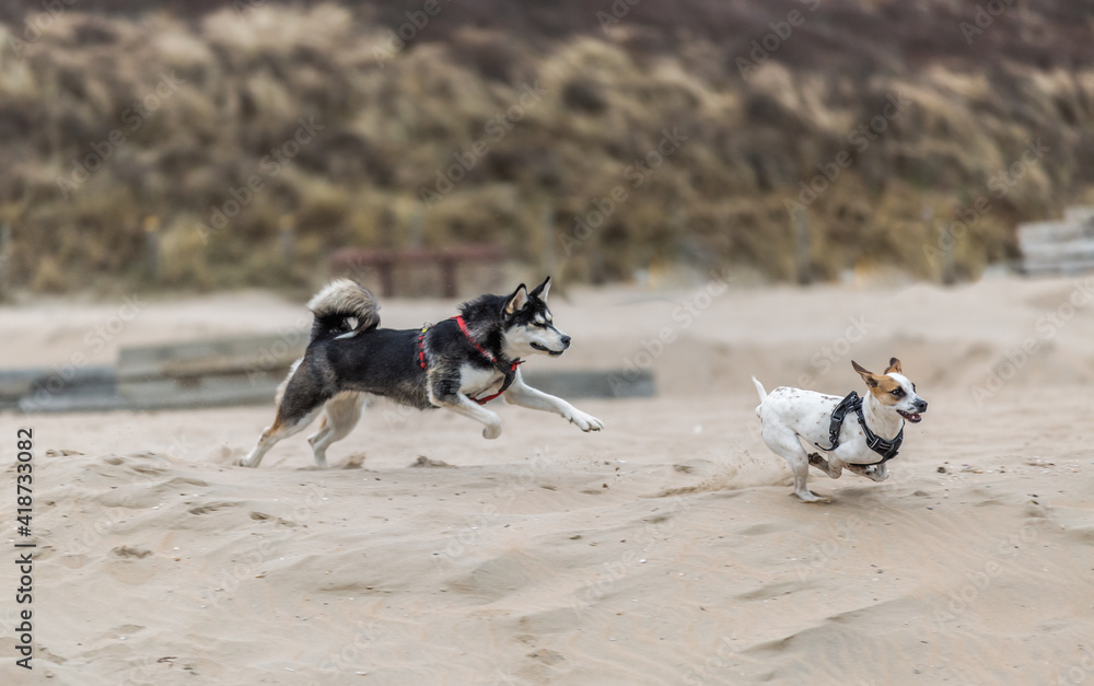 Husky with eyes closed playing because of the splashing sand and ...