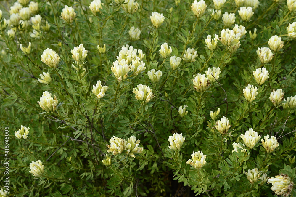 Closeup Chamaecytisus albus known as white broom with blurred ...