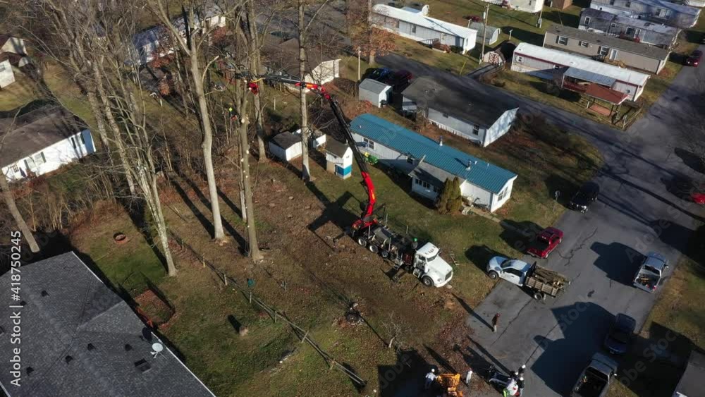 Trees cutting with a person high in the tree and a extended boom ...