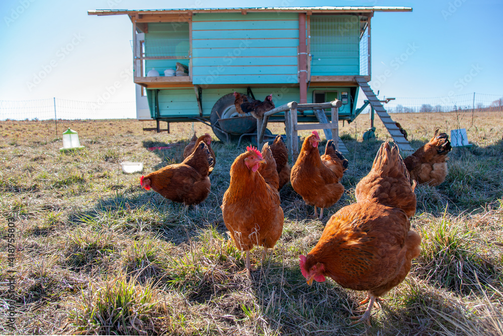 Beautiful blue green painted chicken coop in the field. Free range ...