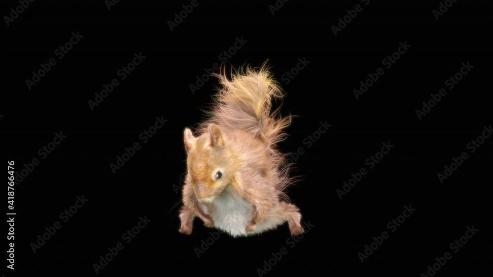 squirrel Dance CG fur 3d rendering animal realistic CGI VFX Animation Loop composition 3d ...