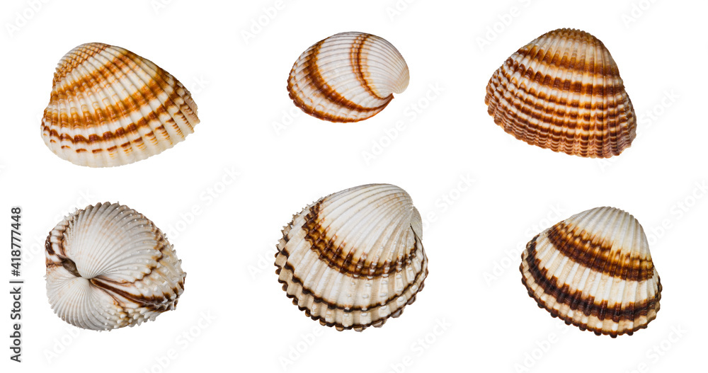 Set of brown striped common cockles isolated on a white background ...