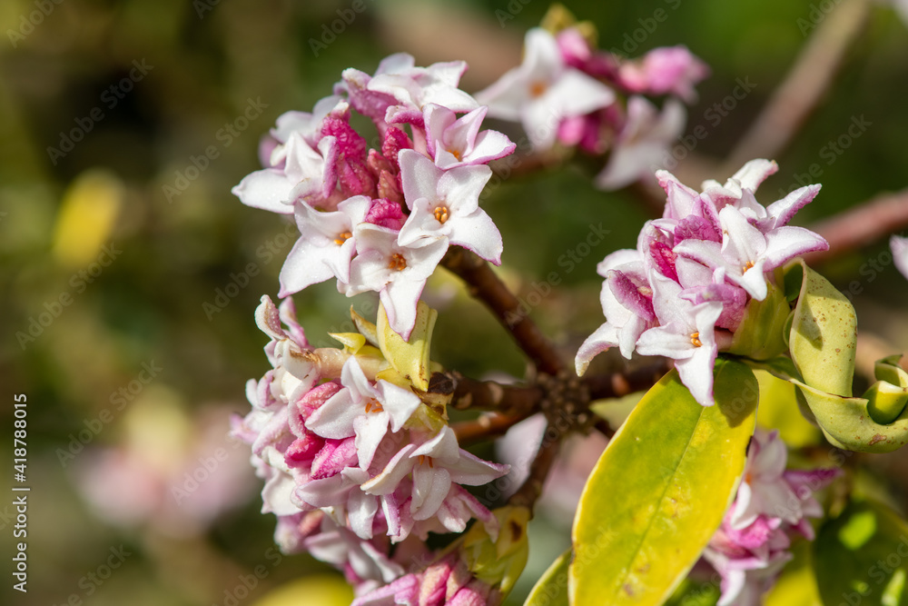 Photo & Art Print Close up of perfume princess Daphne flowers in bloom, tom