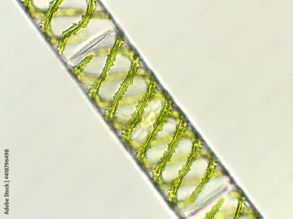 Spirogyra sp. algae under microscopic view Stock Photo | Adobe Stock