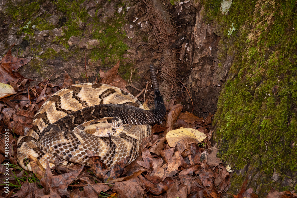 Poster Timber rattlesnake coiled ready to strike in Georgia – Wall Art ...