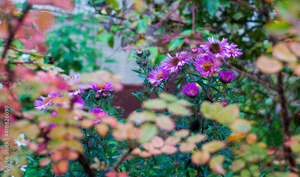 Autumn Aster in garden. Undersized varieties. Small garden Astra ...