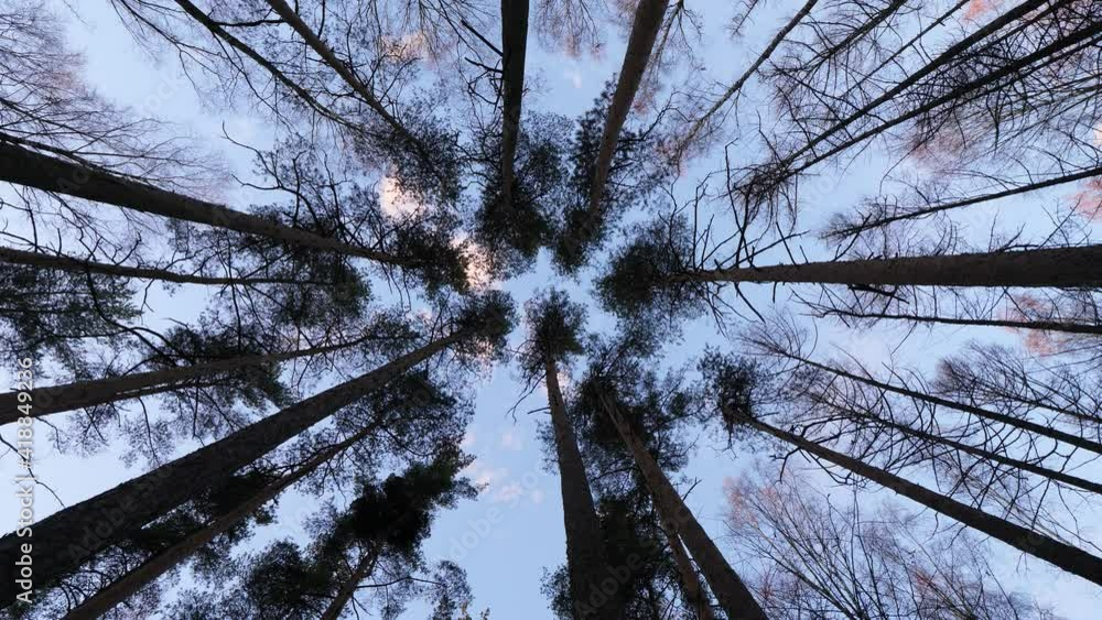 Tall pine trees at sparse forest, straight bottom-up perspective of ...