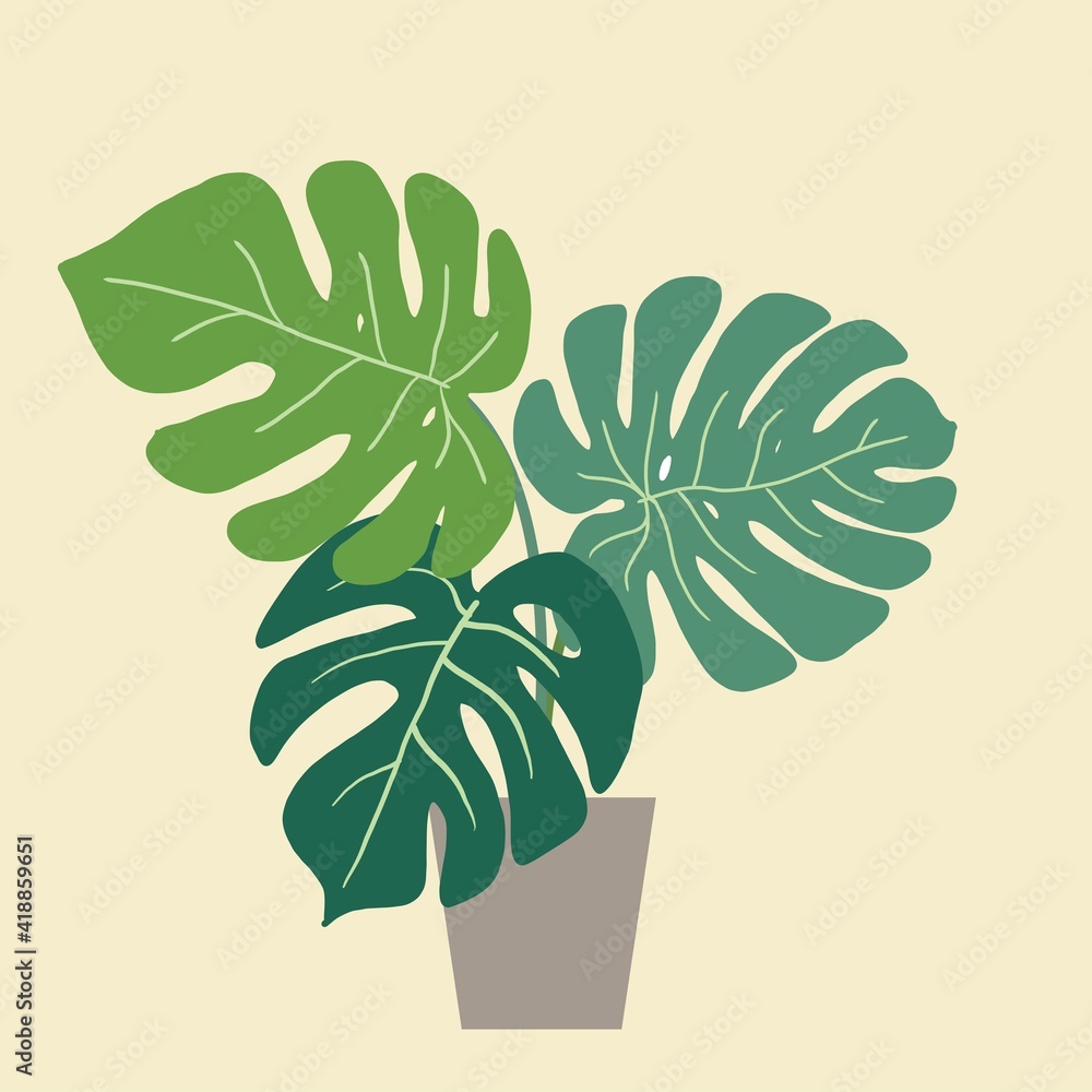 Monstera deliciosa, the Swiss cheese plant, a popular decorative house ...