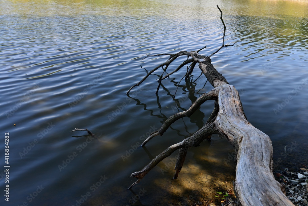View of the trunk of an old tree fallen into the water of the lake. Dry ...