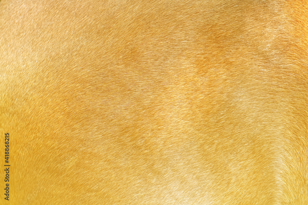Gold horse fur texture nature for background Stock Photo | Adobe Stock