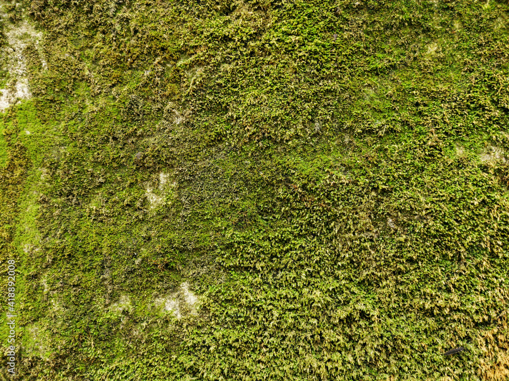 Bright green brown mossy stone wall. natural green background. green ...