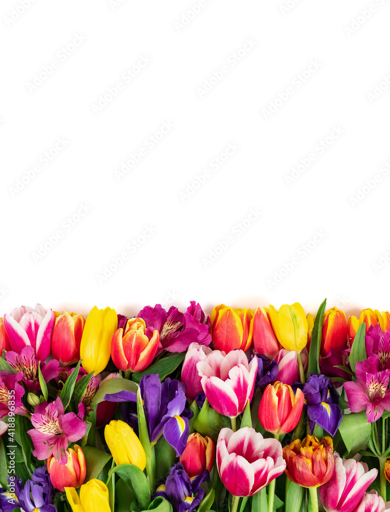 Spring Flower White Background Free | Best Flower Site