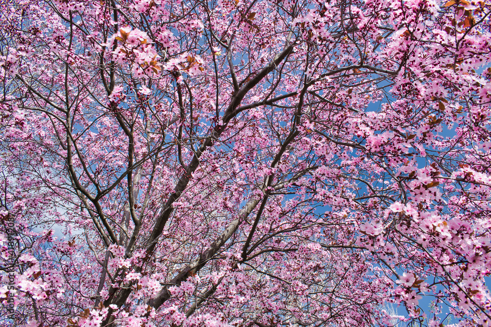 Ramas y flores de un almendro en flor a principios de primavera Stock ...