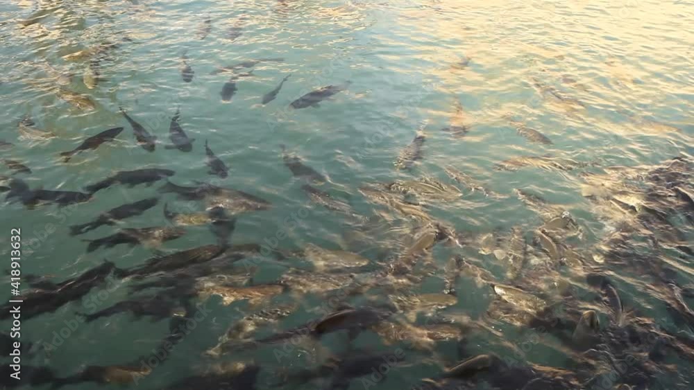 Fish lake sanliurfa. It is one of the most visited historical places in ...