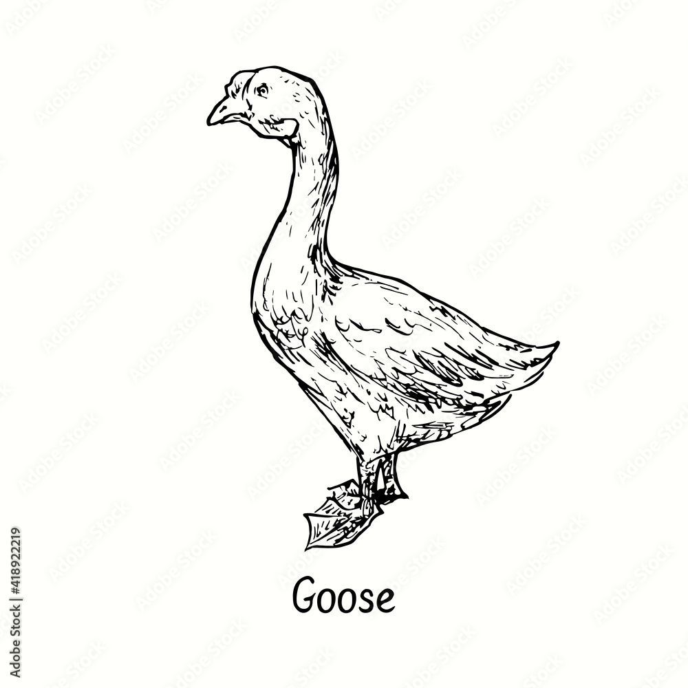 Goose standing side view. Ink black and white doodle drawing in woodcut ...