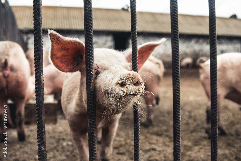 Pig on the farm. Bad conditions, pets. smiling animal, piglet smiling ...