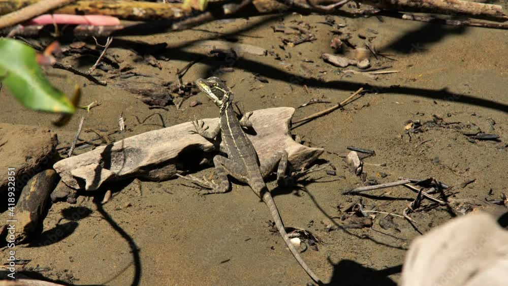 brown Jesus christ lizard Basiliscus plumifrons on muddy ground ...