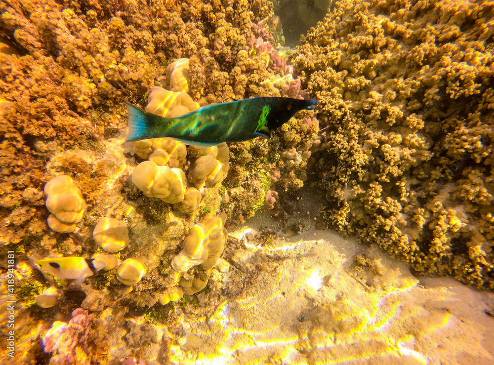Poisson labre oiseau, lagon à Taha'a, Polynésie française Stock Photo ...