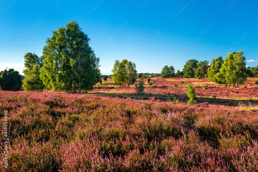 Typische Landschaft der Lüneburger Heide mit blühendem Heidekraut und ...