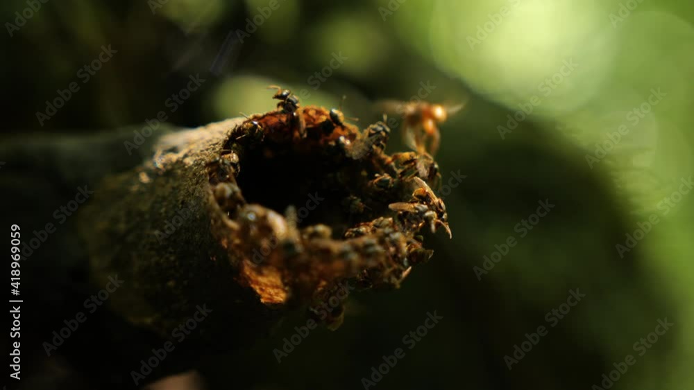 Stingless bees meliponines building a beehive on a tree Corcovado ...