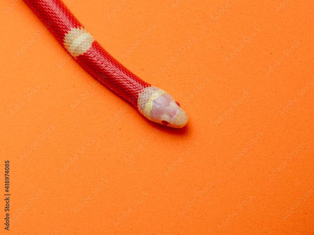 Lampropeltis triangulum, commonly known as the milk snake or milksnake ...