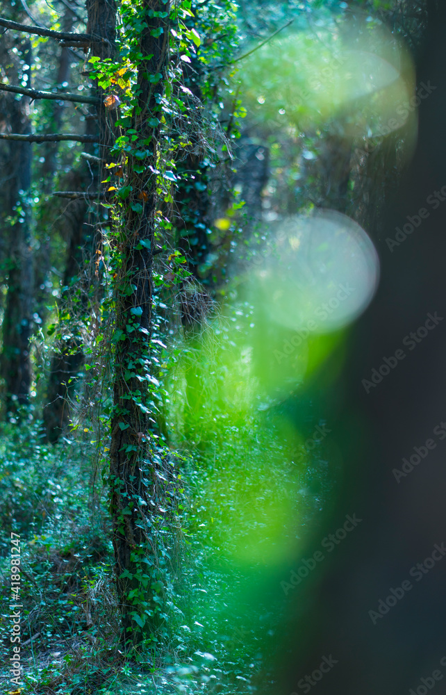 Pine forest, MARITIME PINE - PINO MARITIMO (Pinus pinaster), Dunas de ...