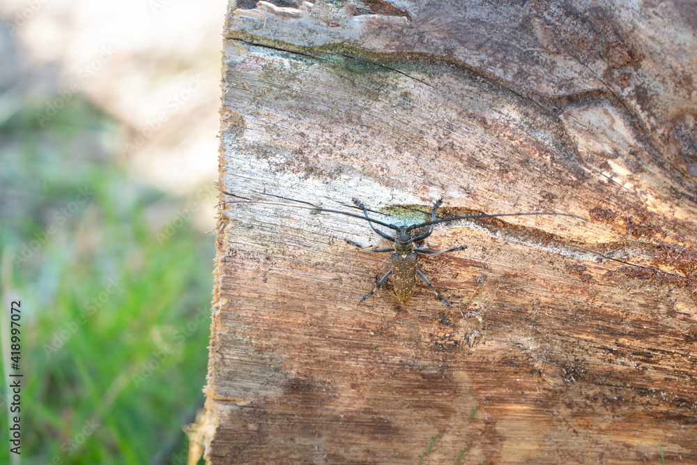 A large beetle with long whiskers sits on a log. The bronze pine Barbel ...
