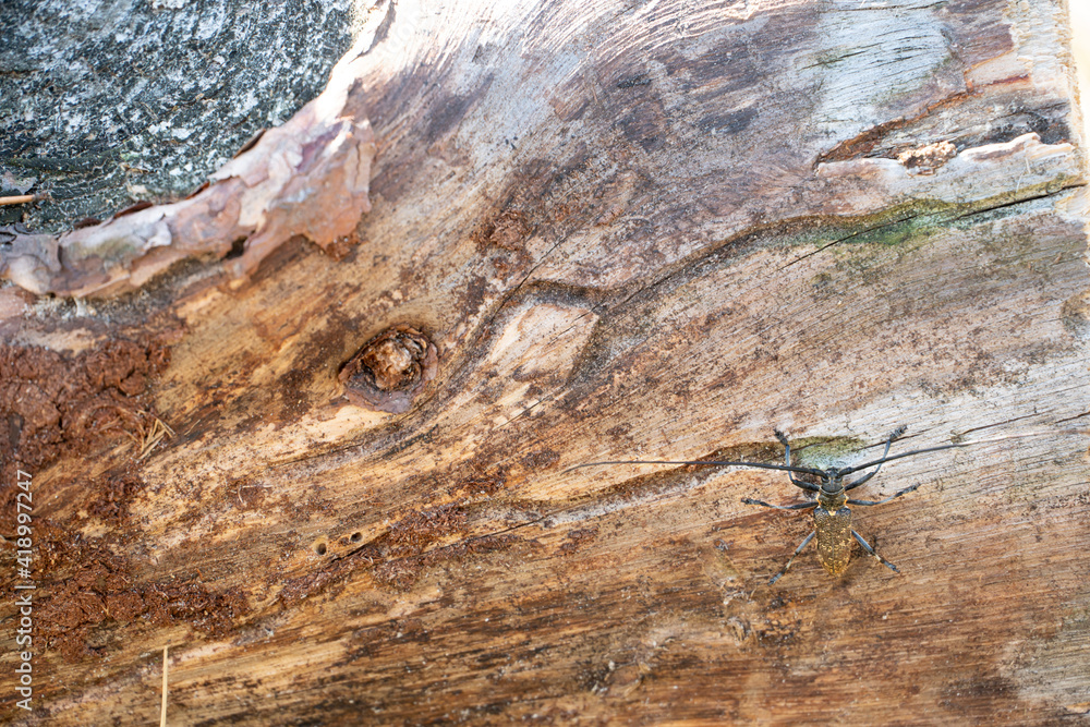 A large beetle with long whiskers sits on a log. The bronze pine Barbel ...