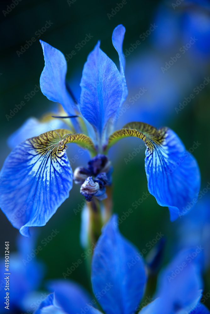 Blue flowers of Siberian iris, Iris sanguinea. Stock Photo | Adobe Stock Blue flowers of Siberian iris, Iris sanguinea. Stock Photo | Adobe Stock