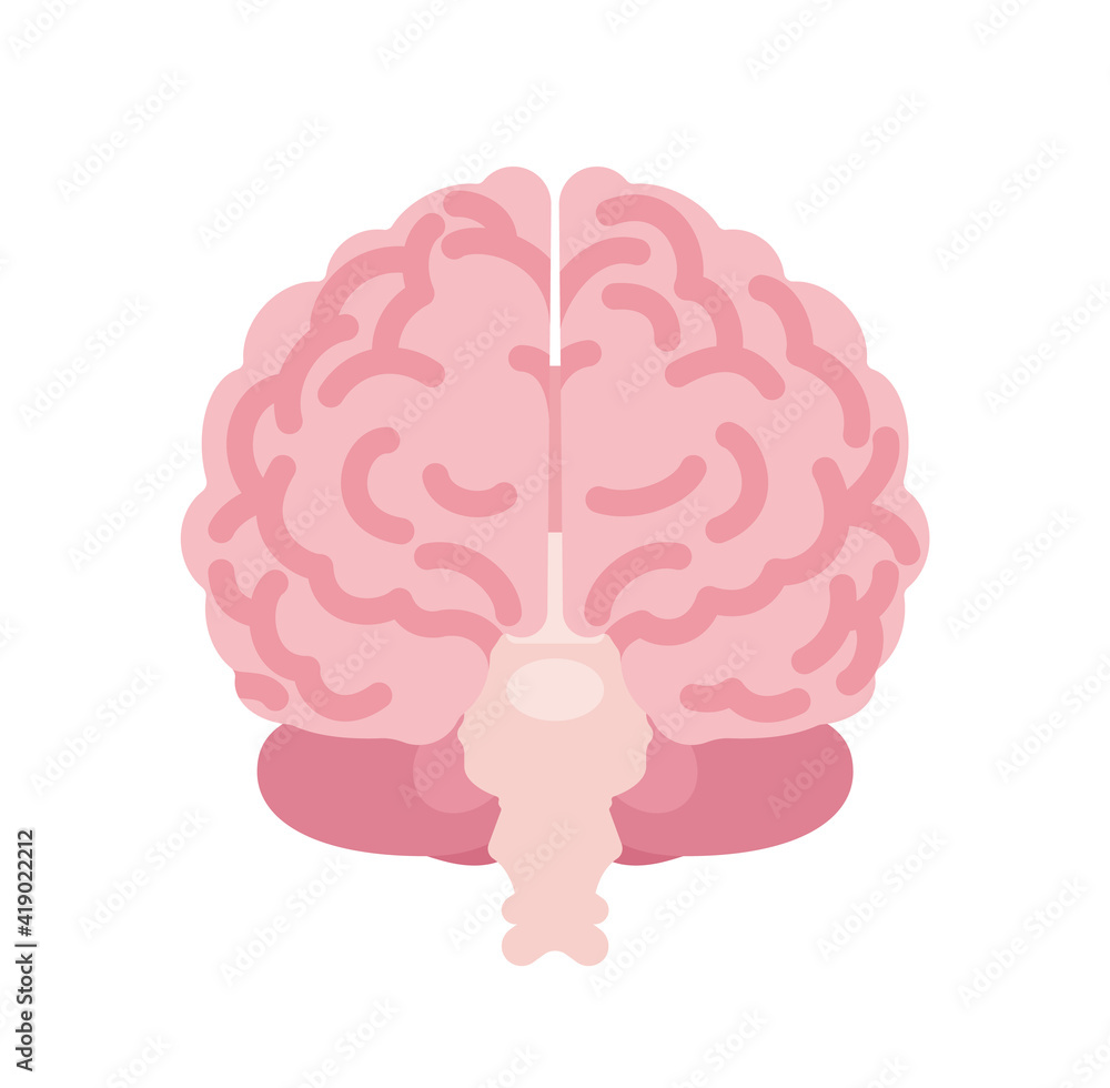 Human brain anatomical study, medical, scientific classroom model front ...