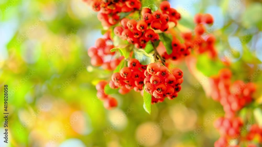 pyracantha coccinea, bright red, orange berries of evergreen ornamental ...