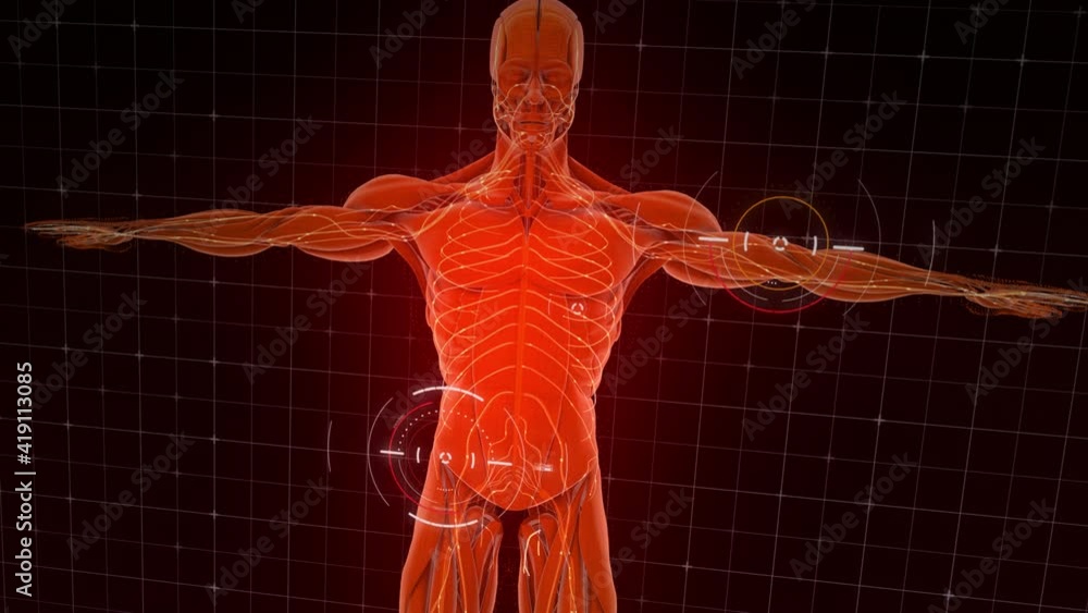 Human anatomy. 3D animation of muscular system of the male body on a ...